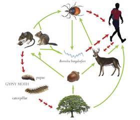 The Acorn Connections