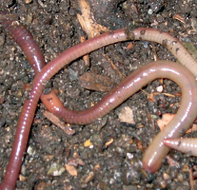 Exotic Earthworms & Northern Temperate Forests