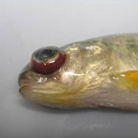 Infectious Hematopoeitic Necrosis Virus (IHNV)