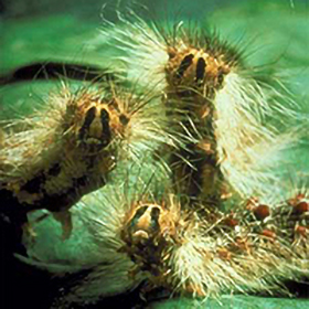 Effects of Spongy Moth on Nitrogen Cycling