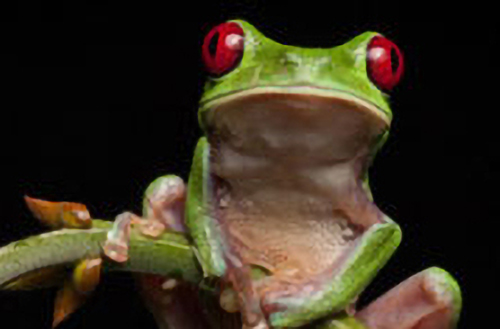 In Search of Lost Frogs