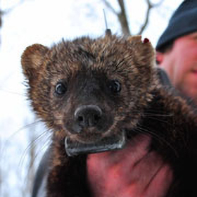 The Return of Predators to Urban America