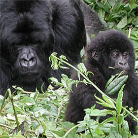 Great Ape Conservation
