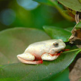 From Silent Spring to Silent Night: A Tale of Toads and Men