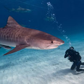 Sharks: A Love Story