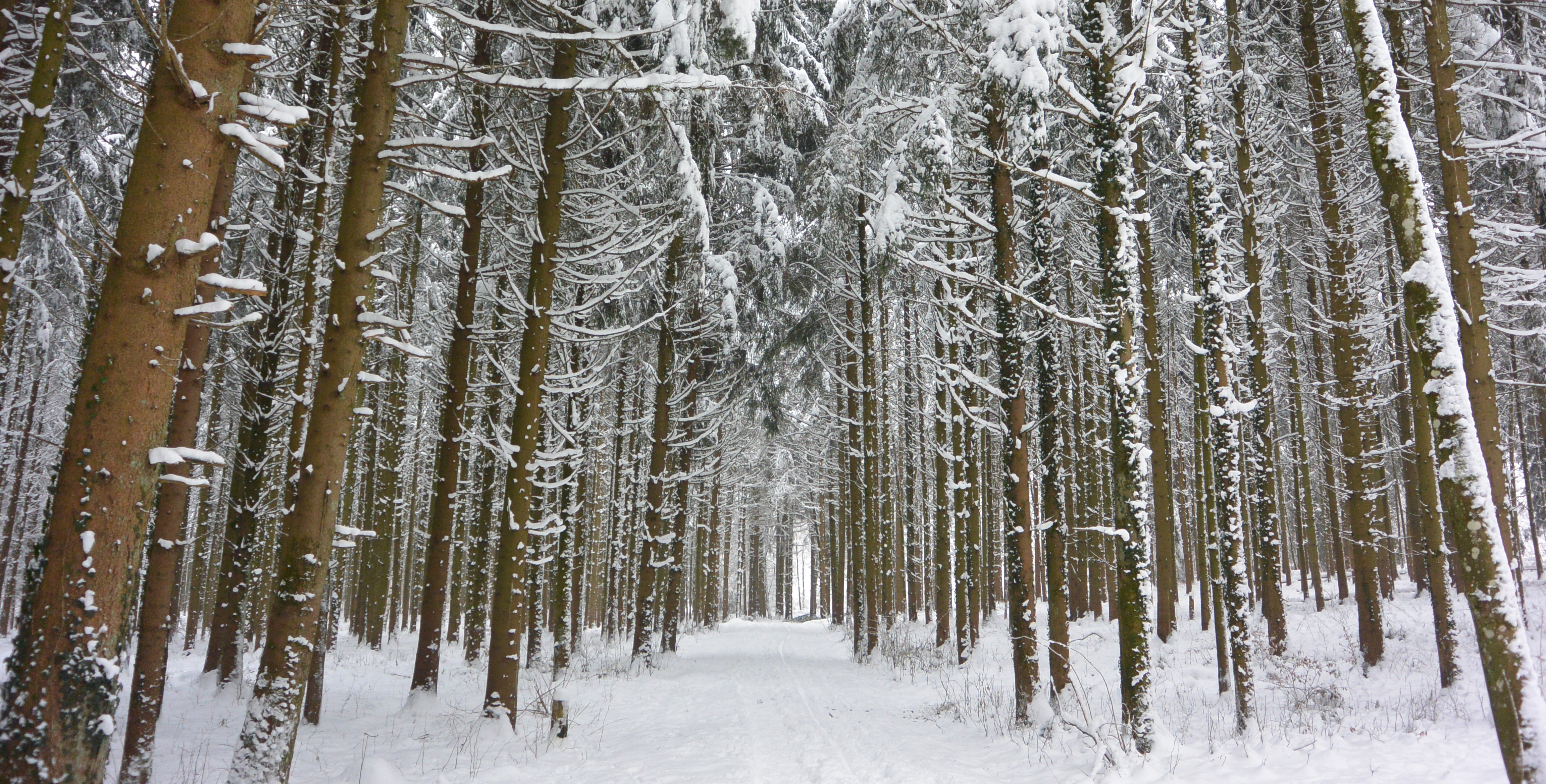 Will climate change affect forest ecology?