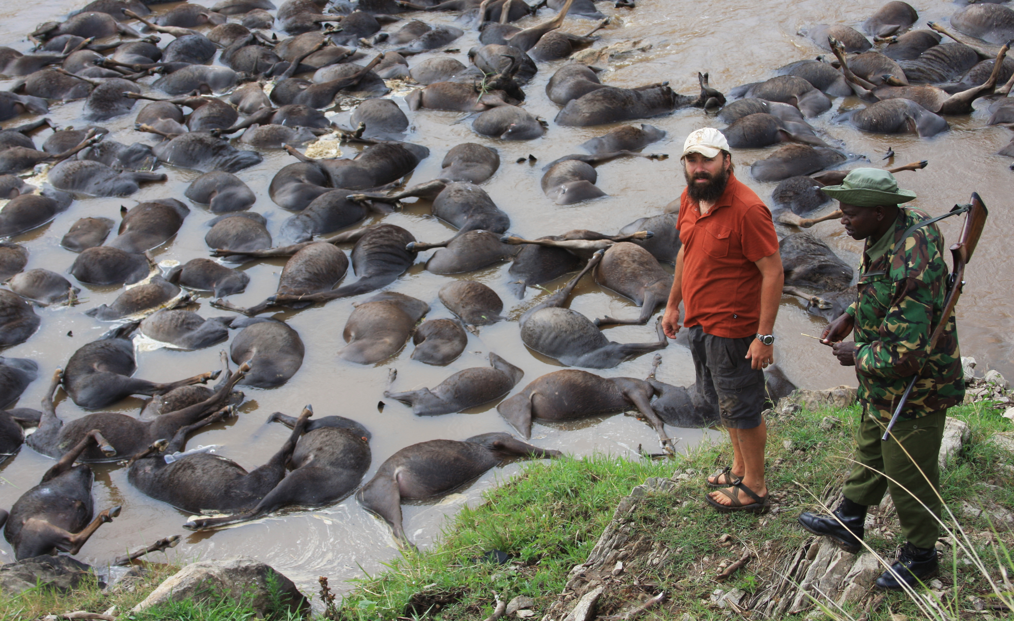 Wildebeest feast: Mass drownings fuel the Mara River ecosystem