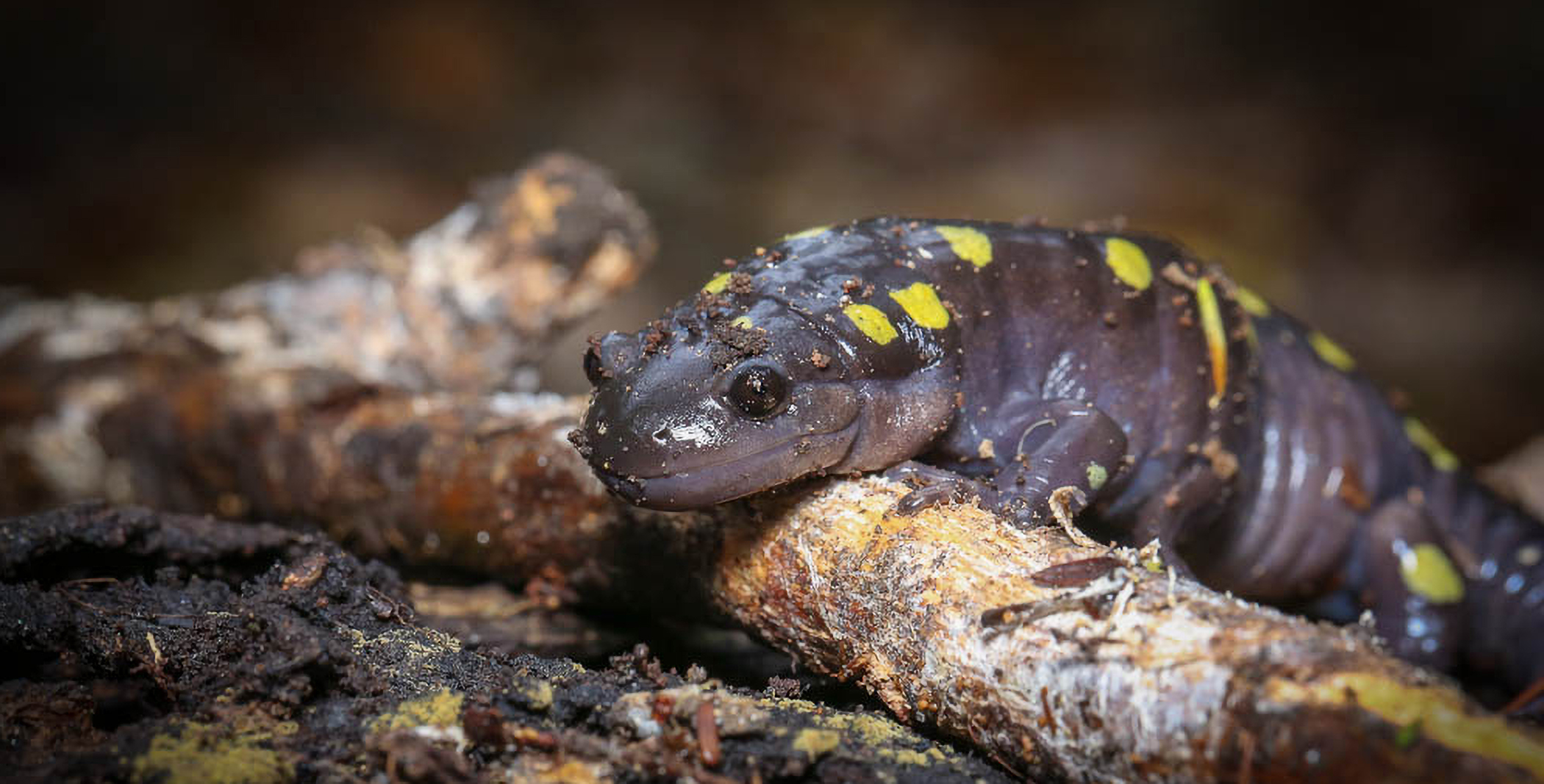 Widely used mosquito repellent proves lethal to larval salamanders