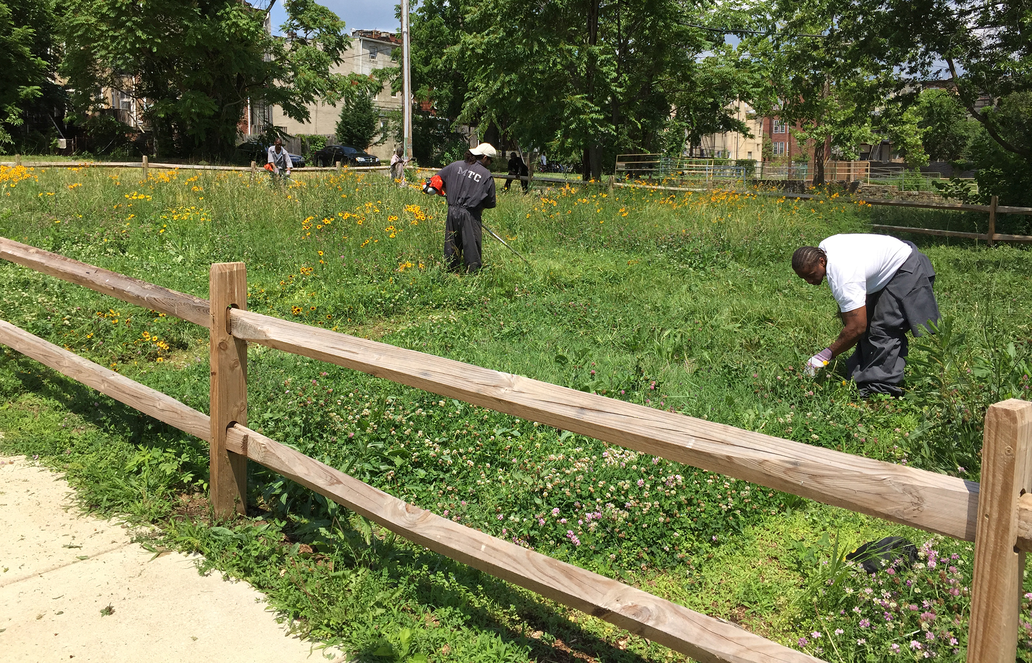 Greenlaurel: Solving Baltimore’s vacant lot problem, one wildflower ...