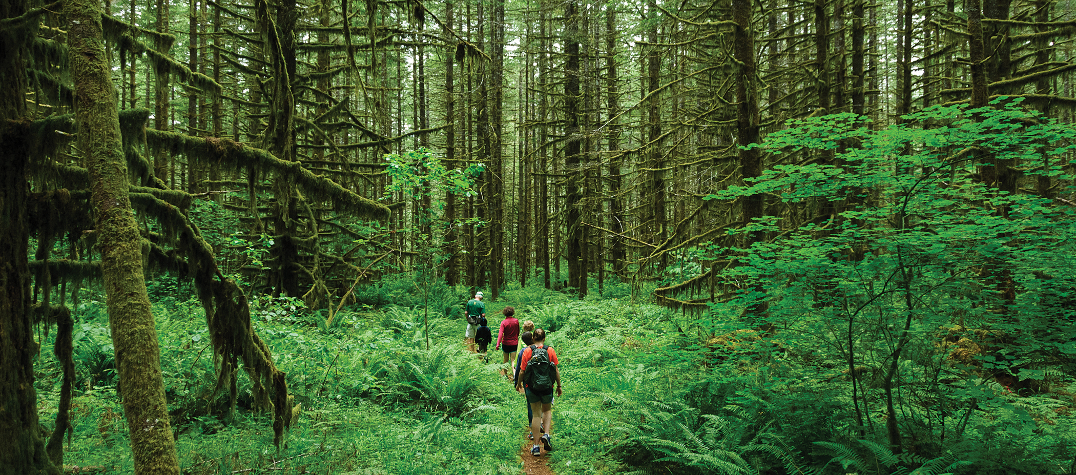 In the eastern US, adult trees adapt and acclimate to local climate
