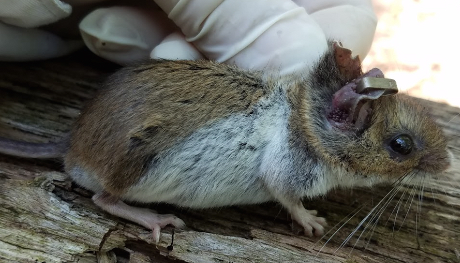 Forest ecology shapes Lyme disease risk in the eastern US