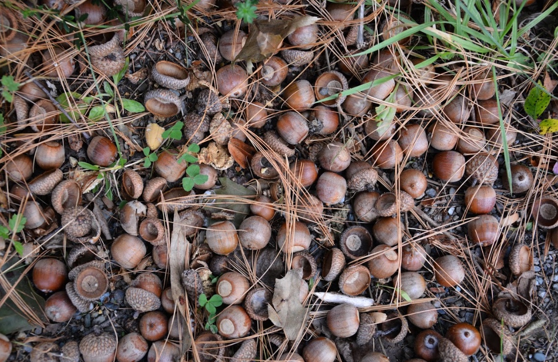 Forest ecology shapes Lyme disease risk in the eastern US