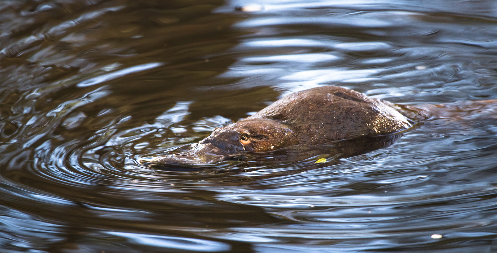 Stream insects concentrate pharmaceutical pollution and pass it to ...