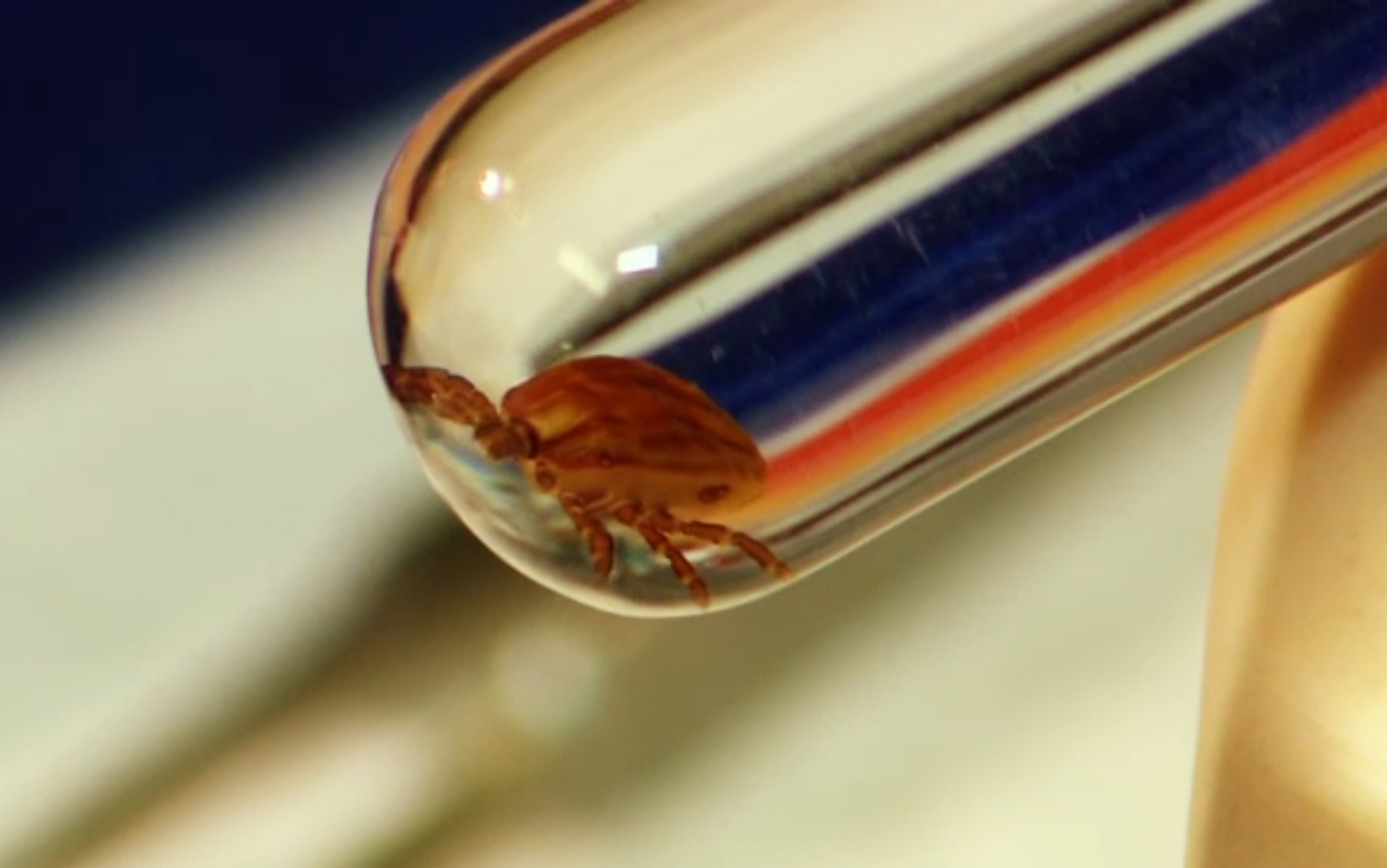 Why you should really be scared of ticks this summer