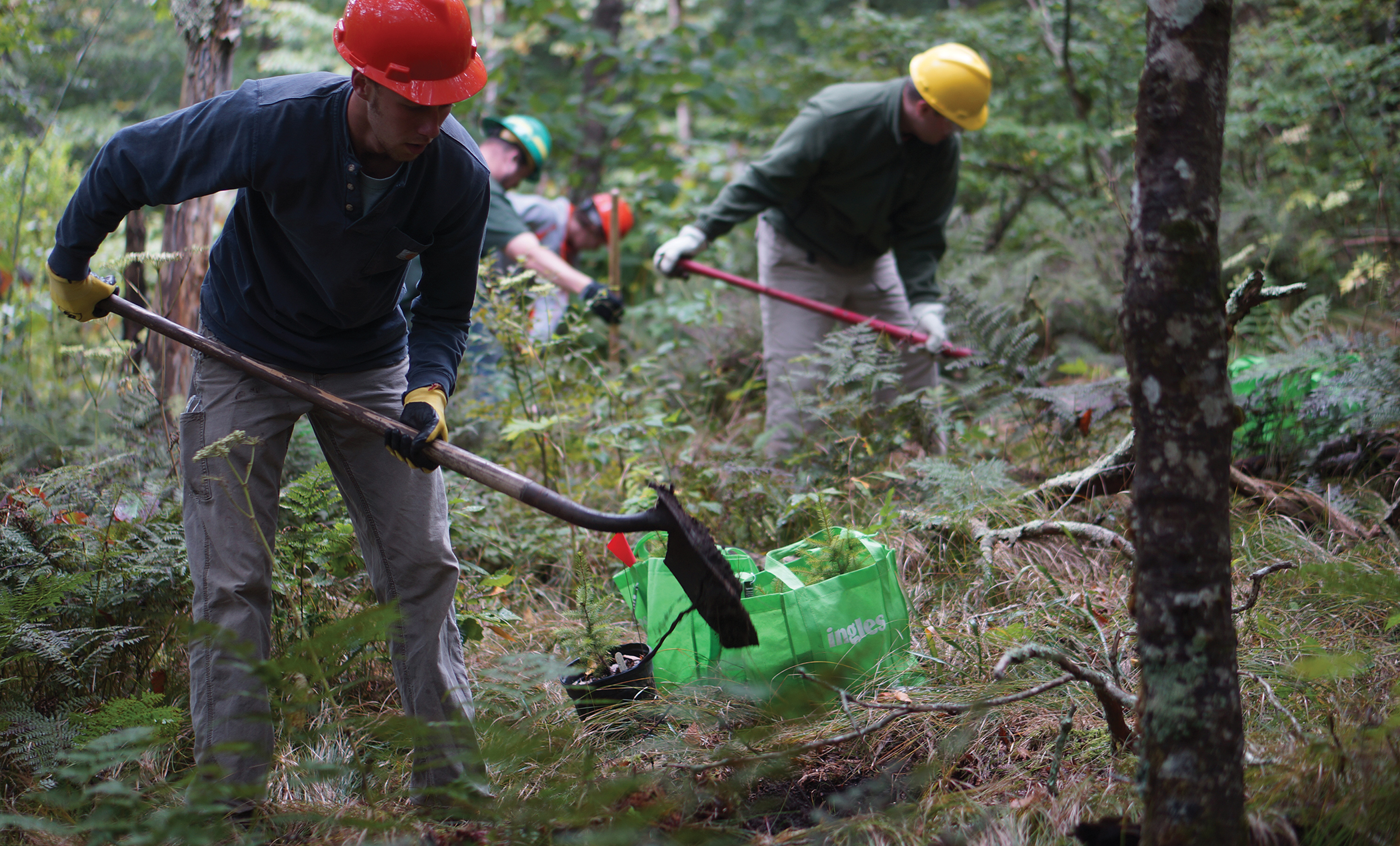 Imported forest pests: What are the impacts and who pays?