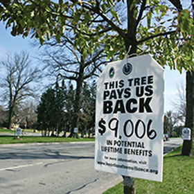 Opportunities for Tree-SMART Trade