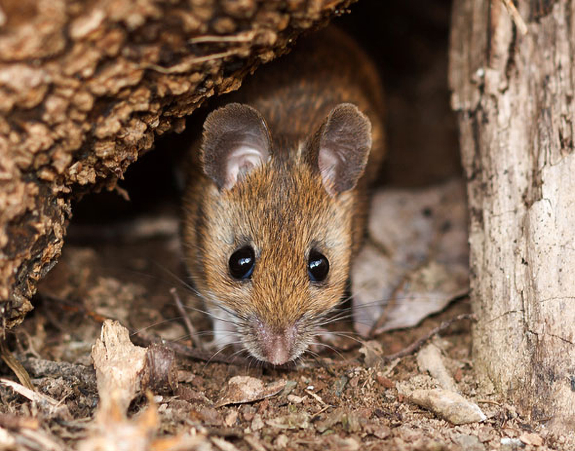 Lyme disease and mice