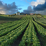 Crop Selection Consequences for Stream Ecosystem Function