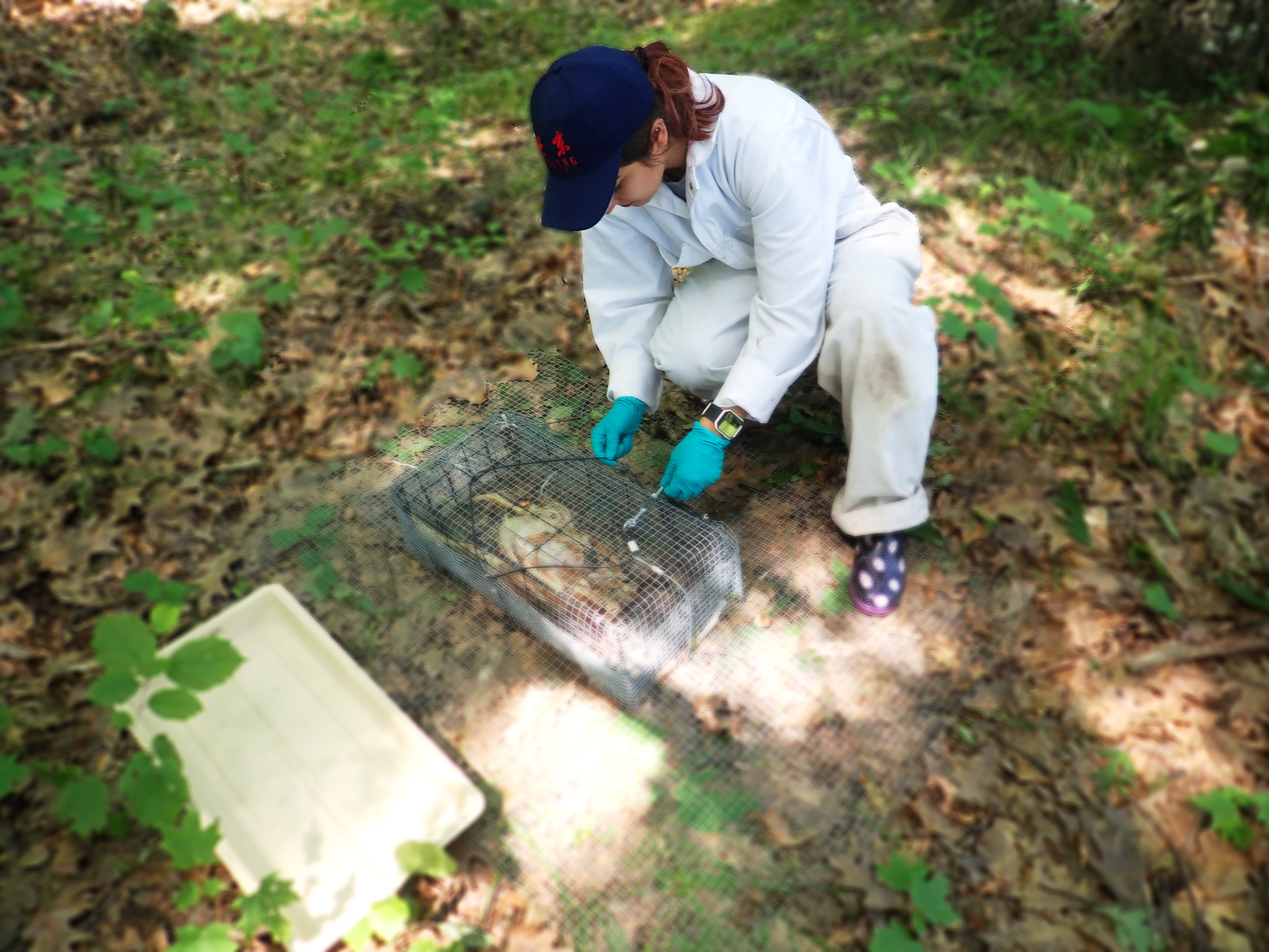 Why did the invertebrate cross the mesh? To chow on rotting chicken, of ...