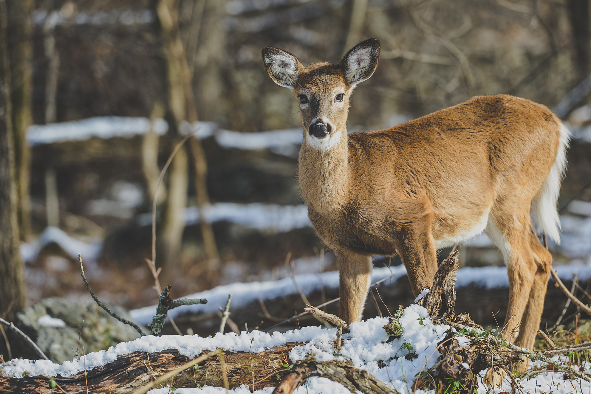 Controlled Focused Hunting
