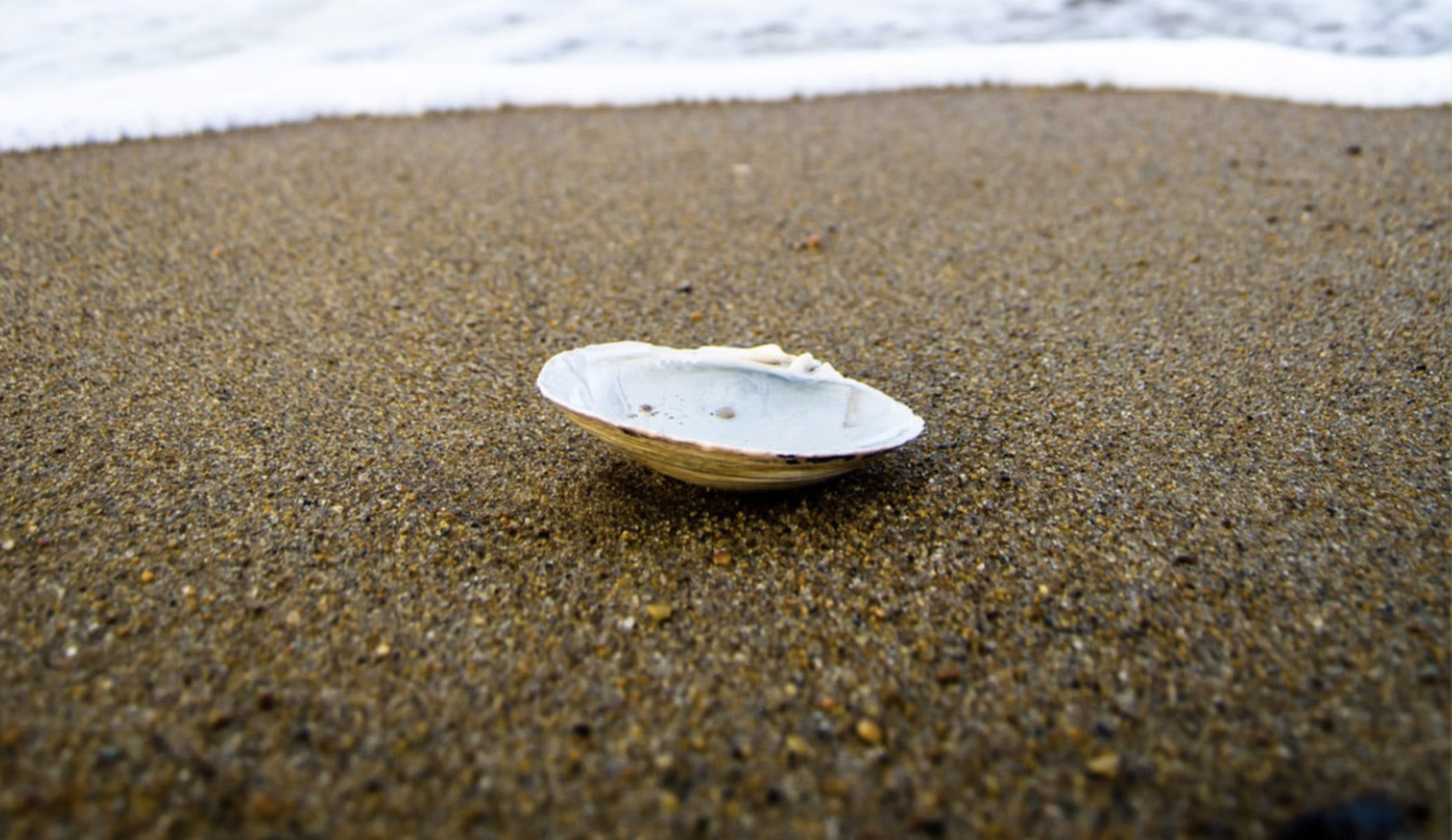 An interview with the 300-year-old clam