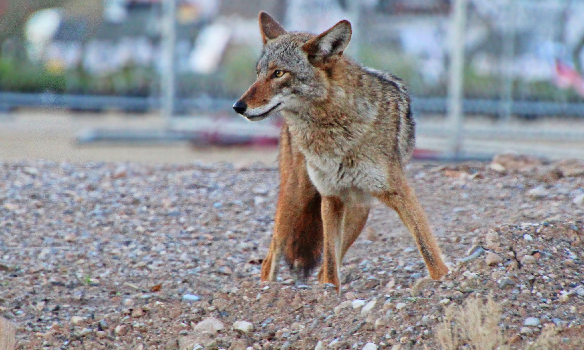Coyotes likely to show up in your neighborhood