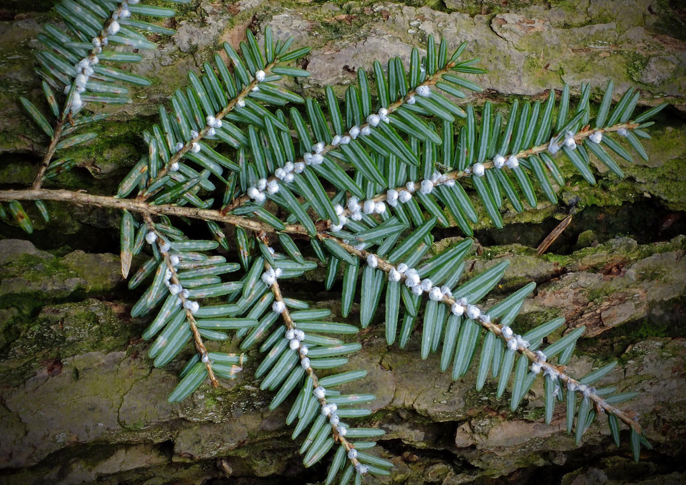 Scientists warn that speck-size insects are on track to damage most U.S ...