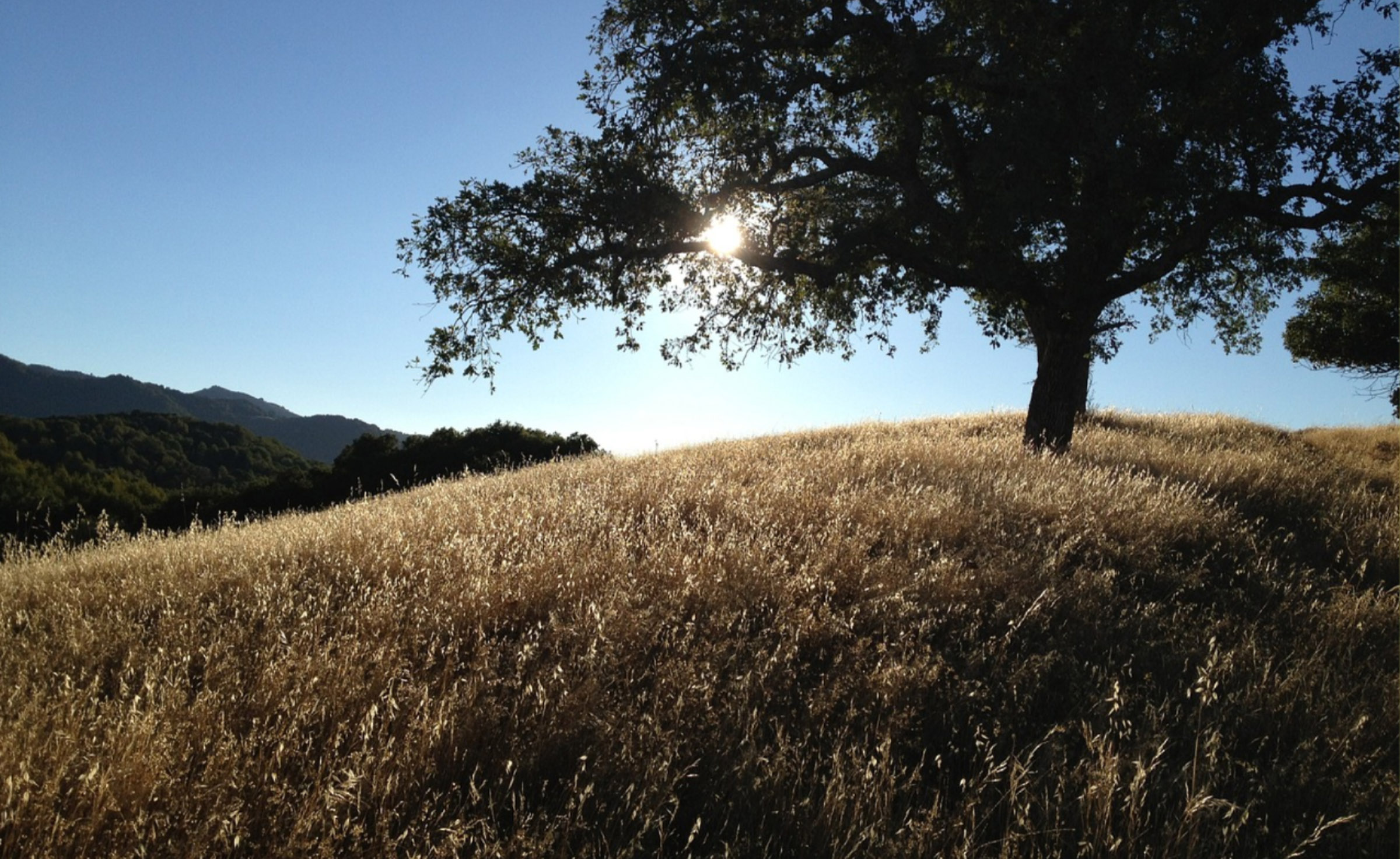 Boom-or-bust breeding cycle that helps the mighty oak survive