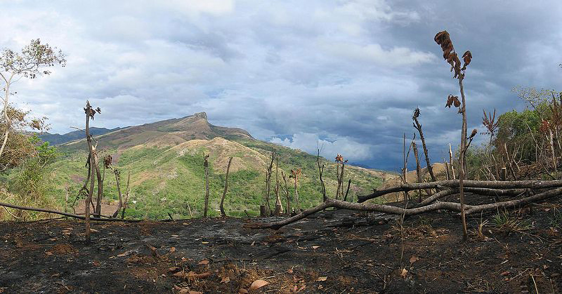 Climate Change & Forests