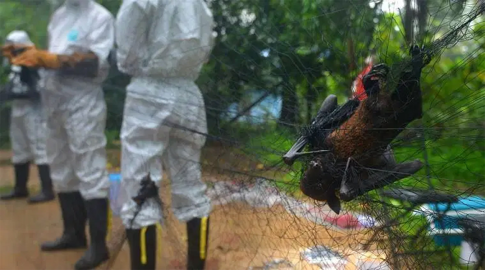Eleven bat species found in India are potential carriers of Nipah virus ...