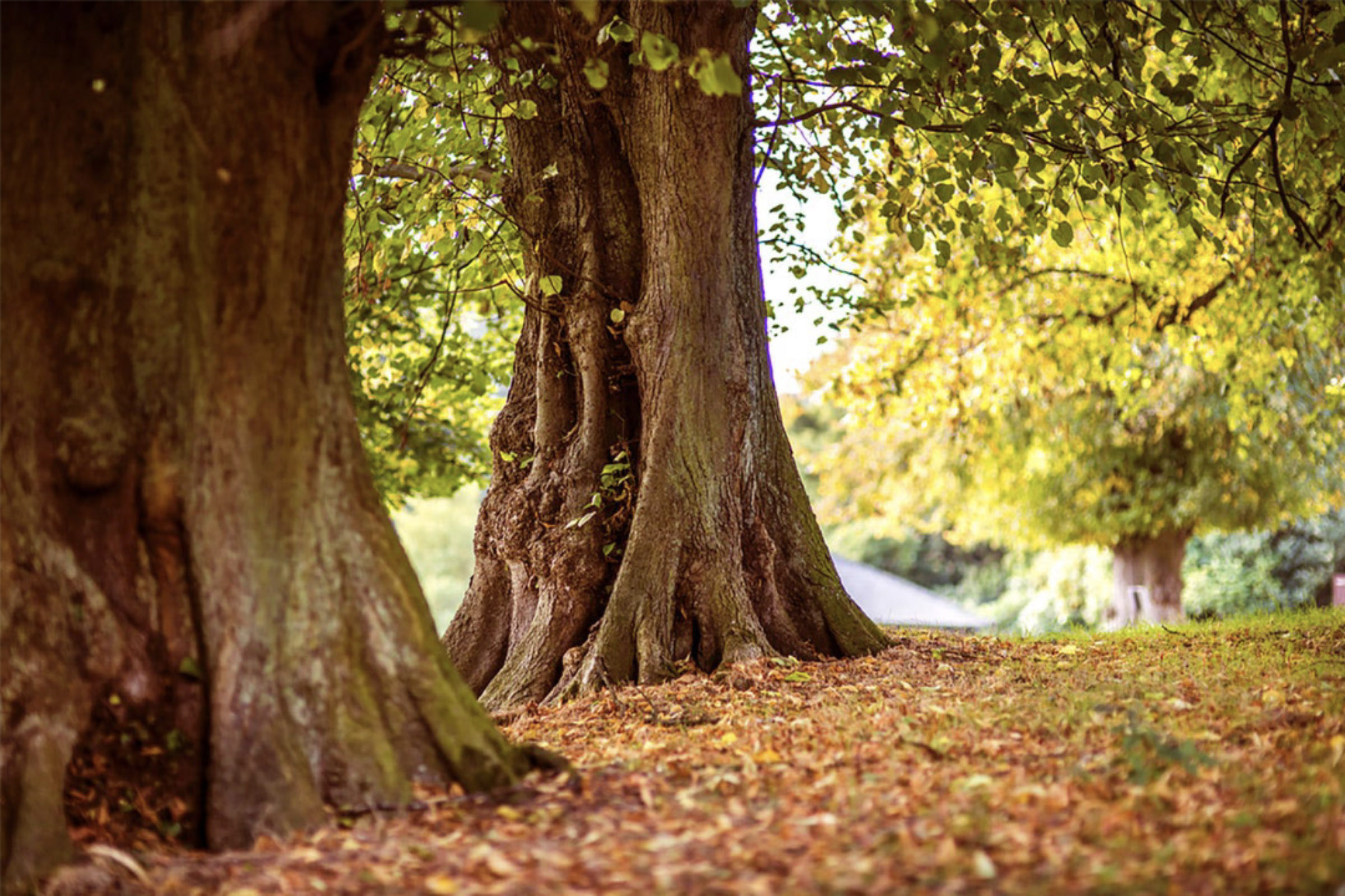 Negative emissions by forests