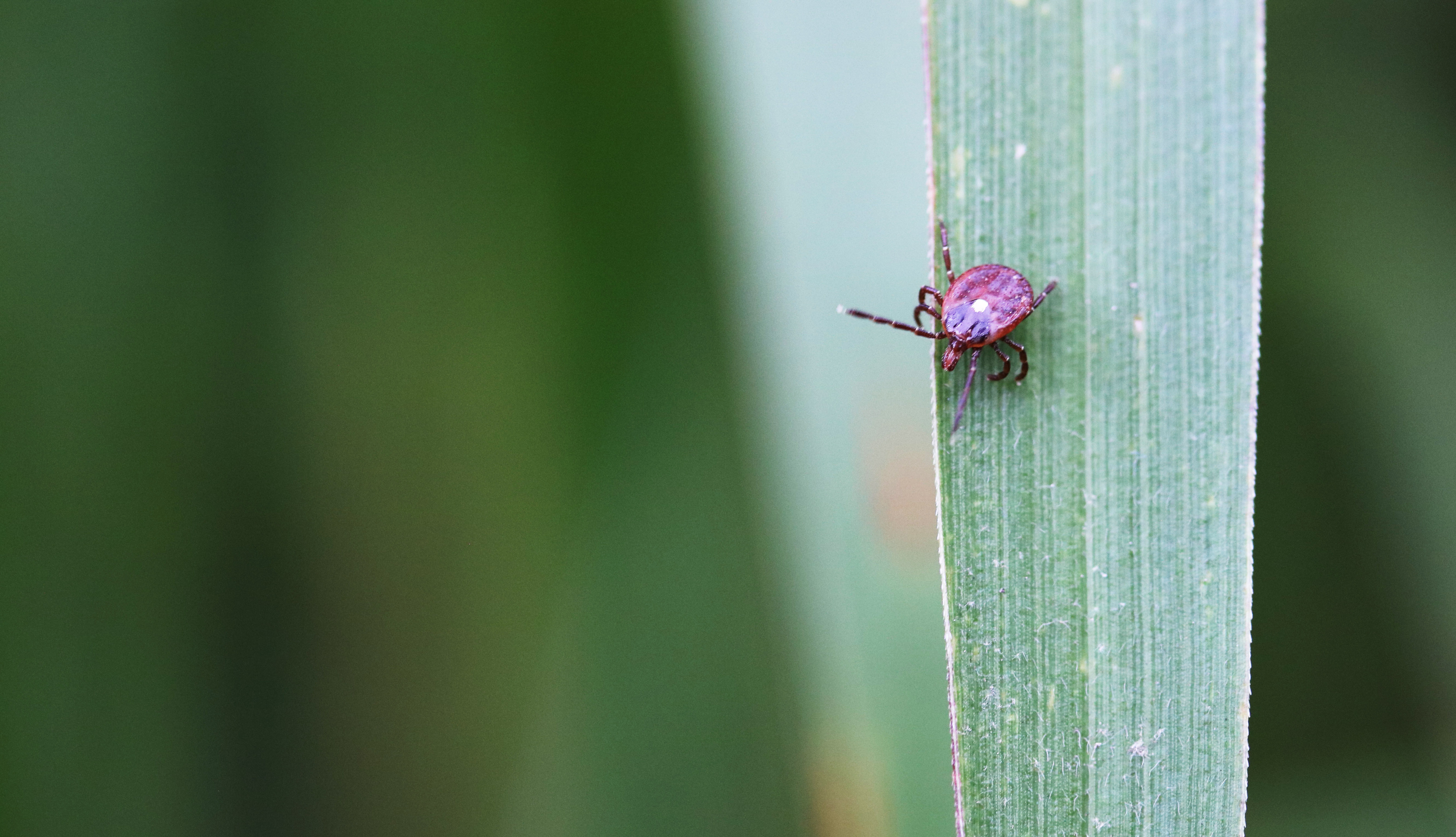 The lone star tick could soon be colonizing a backyard near you