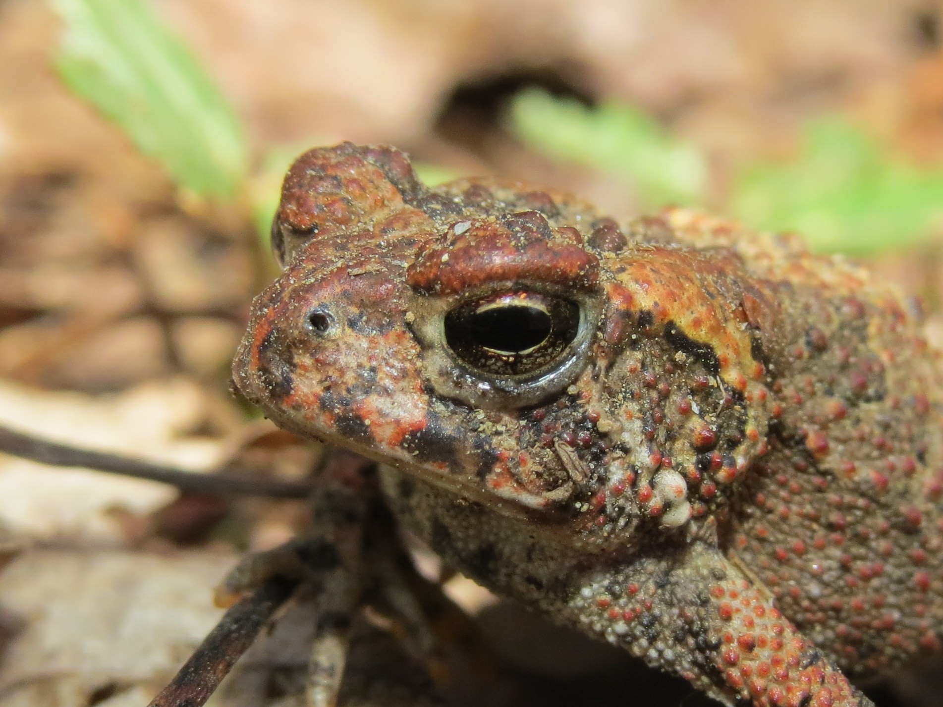 It’s not glamorous, nor easy, being a toad