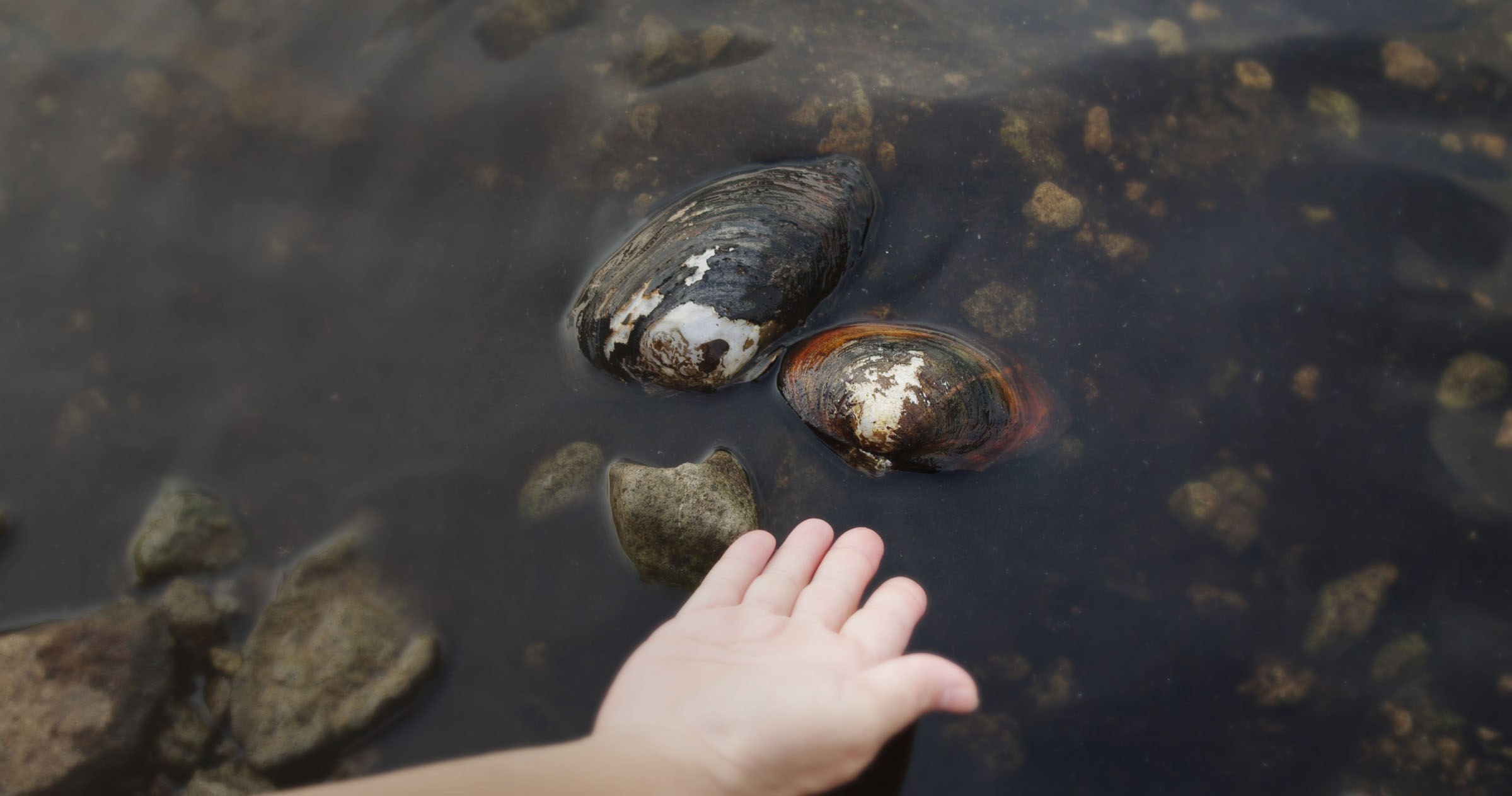 Football-sized invasive mussels nearly escaped detection. What else are ...