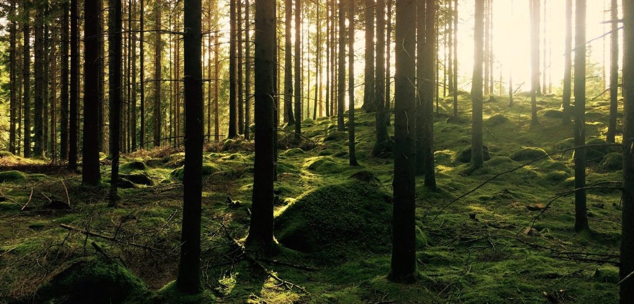 Past and future forests