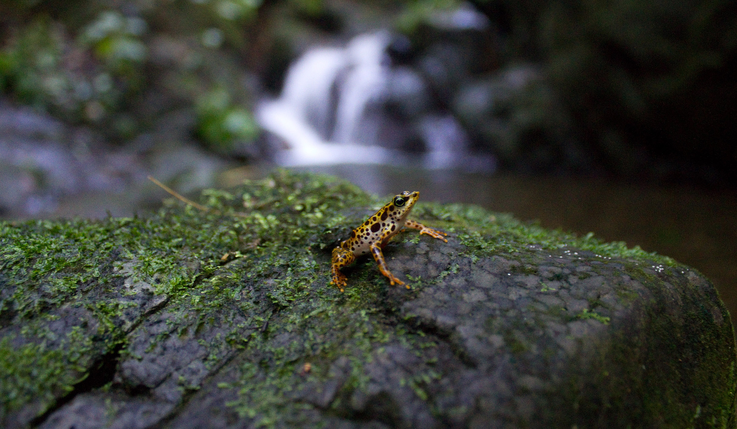 The frogs are speaking to us