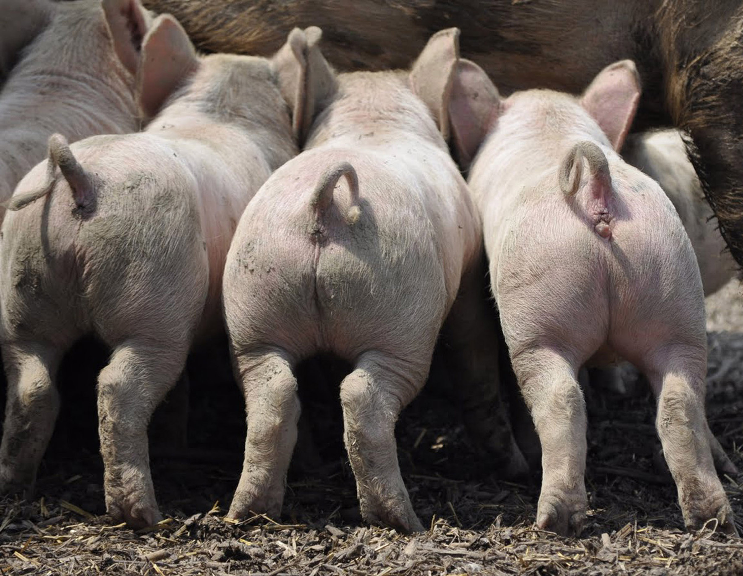 Pig Poop Pig Poop