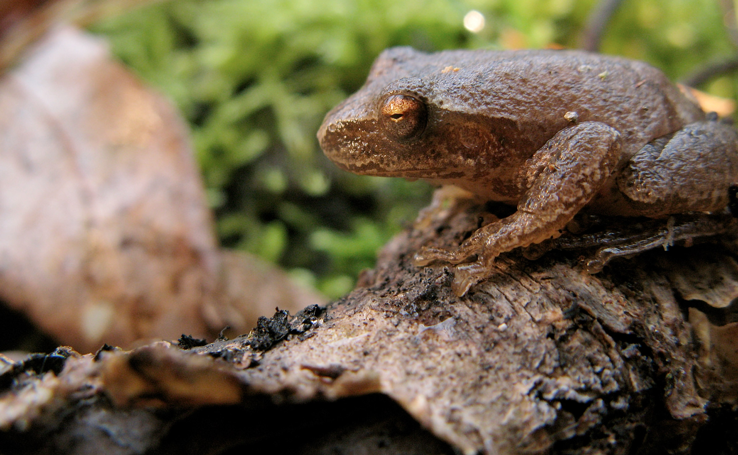 It's almost time for spring peepers