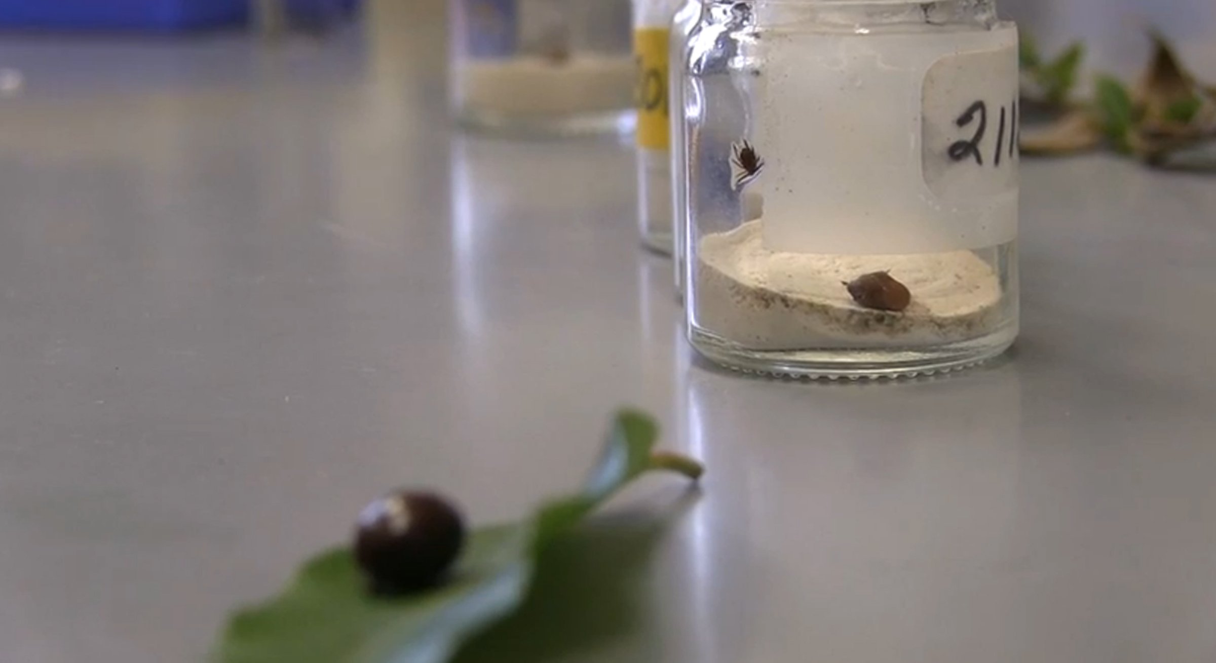Single tick bite can pack double pathogen punch Single tick bite can pack double pathogen punch