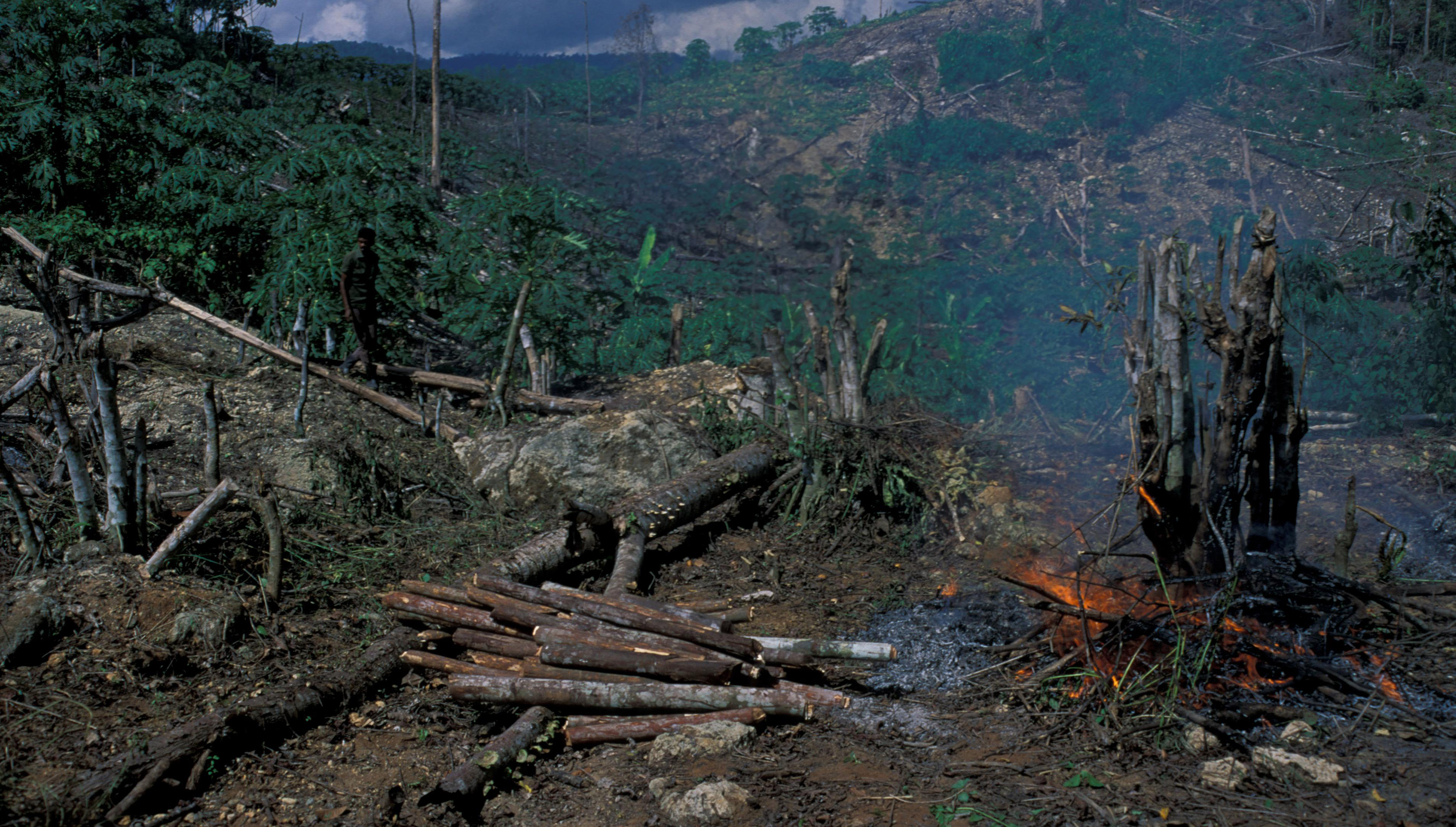 Our growing food demands will lead to more Corona-like viruses