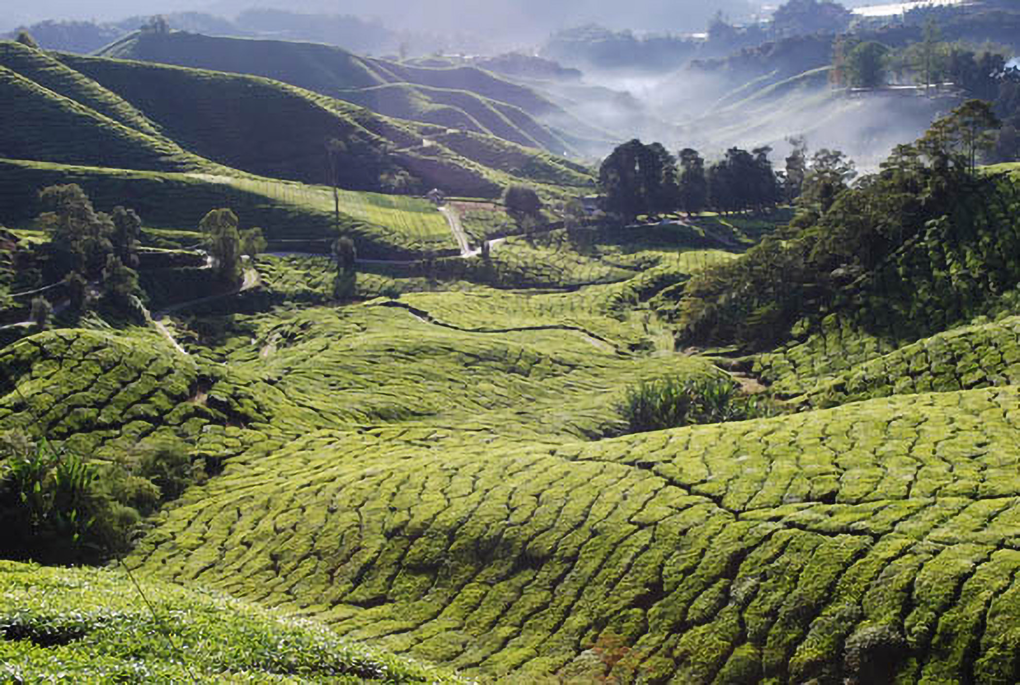 Human impact on the environment may make pandemics more likely, experts ...