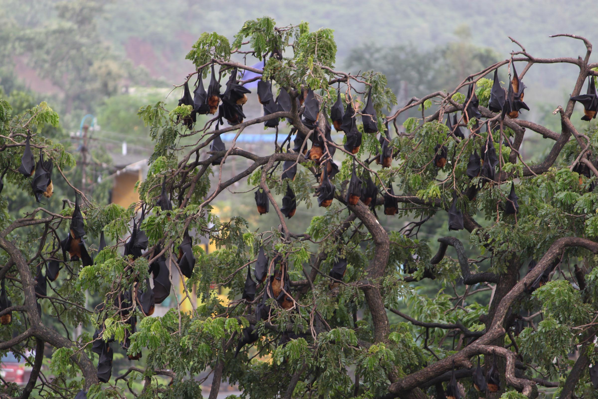 Bats not the enemy in the fight against COVID-19