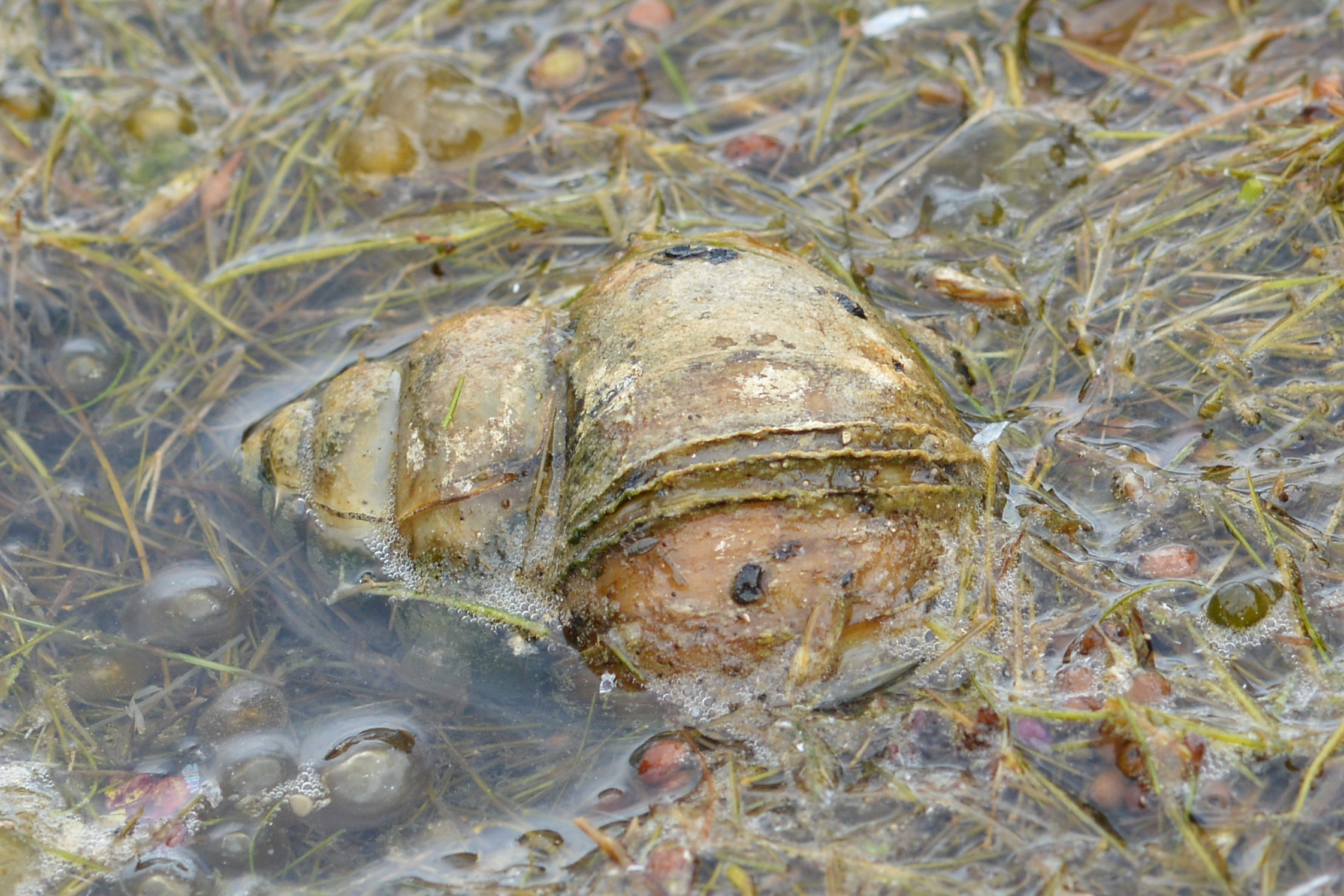 Mysterious mollusks multiplying in valley