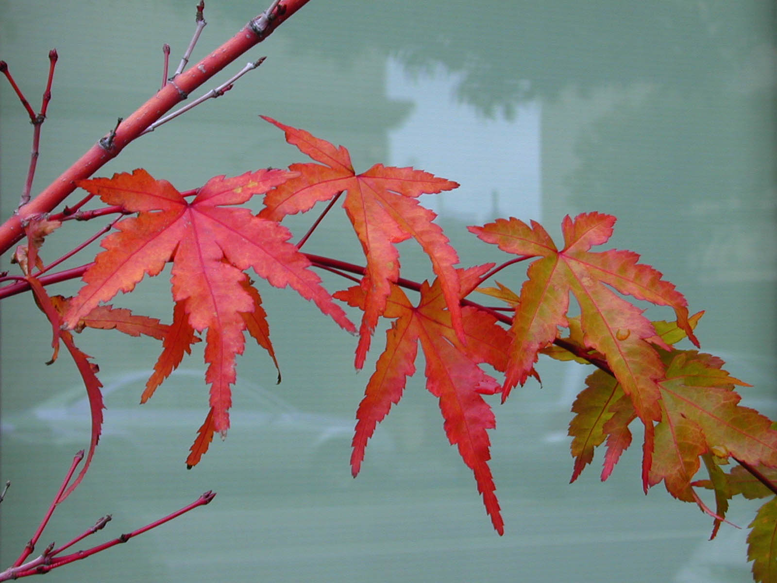 Learn about the science of maple syrup