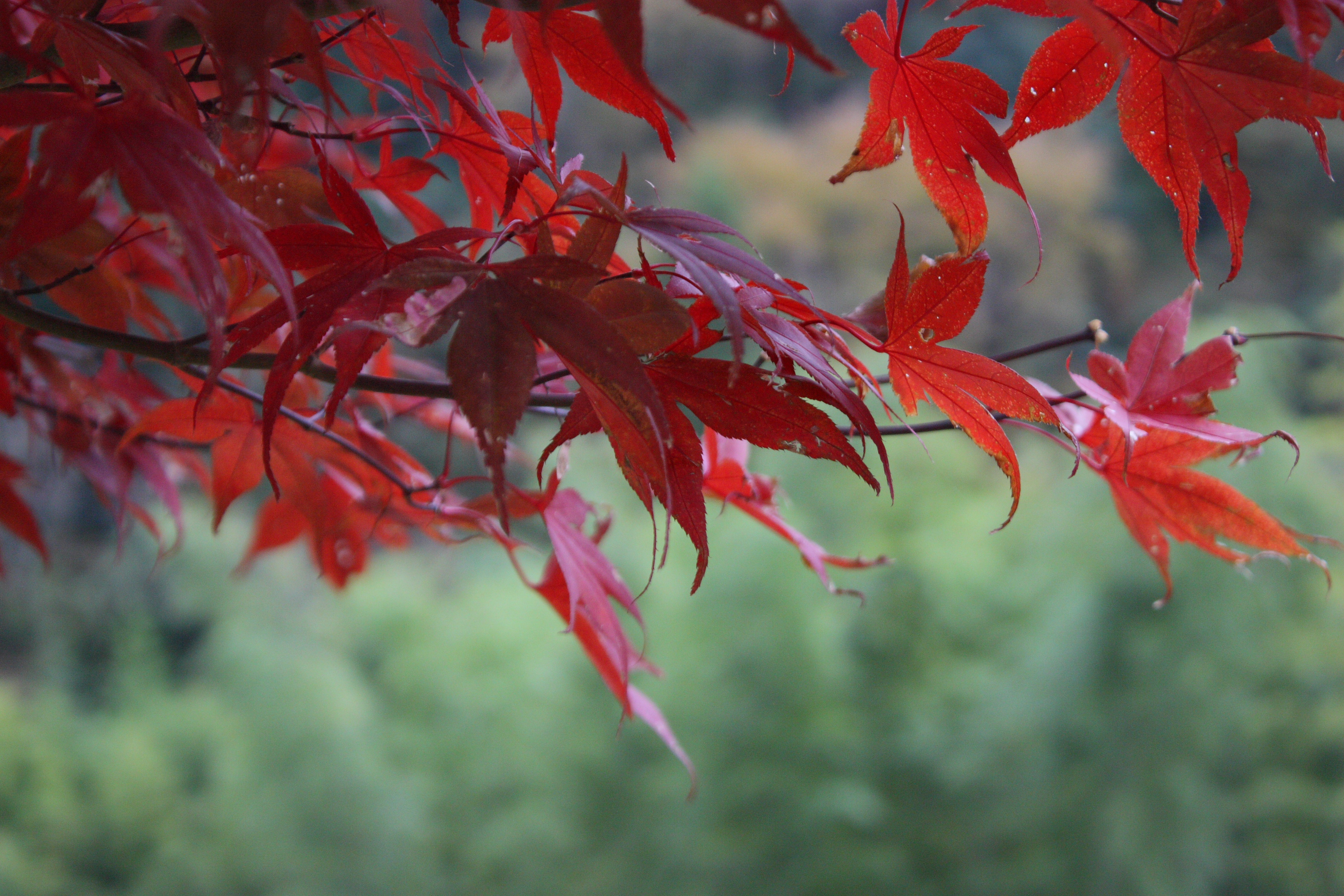Maple syrup, moose, and the local impacts of climate change