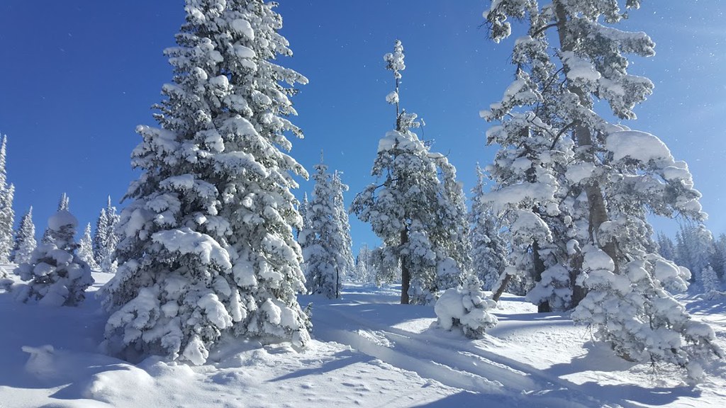 Snow protects infected ticks