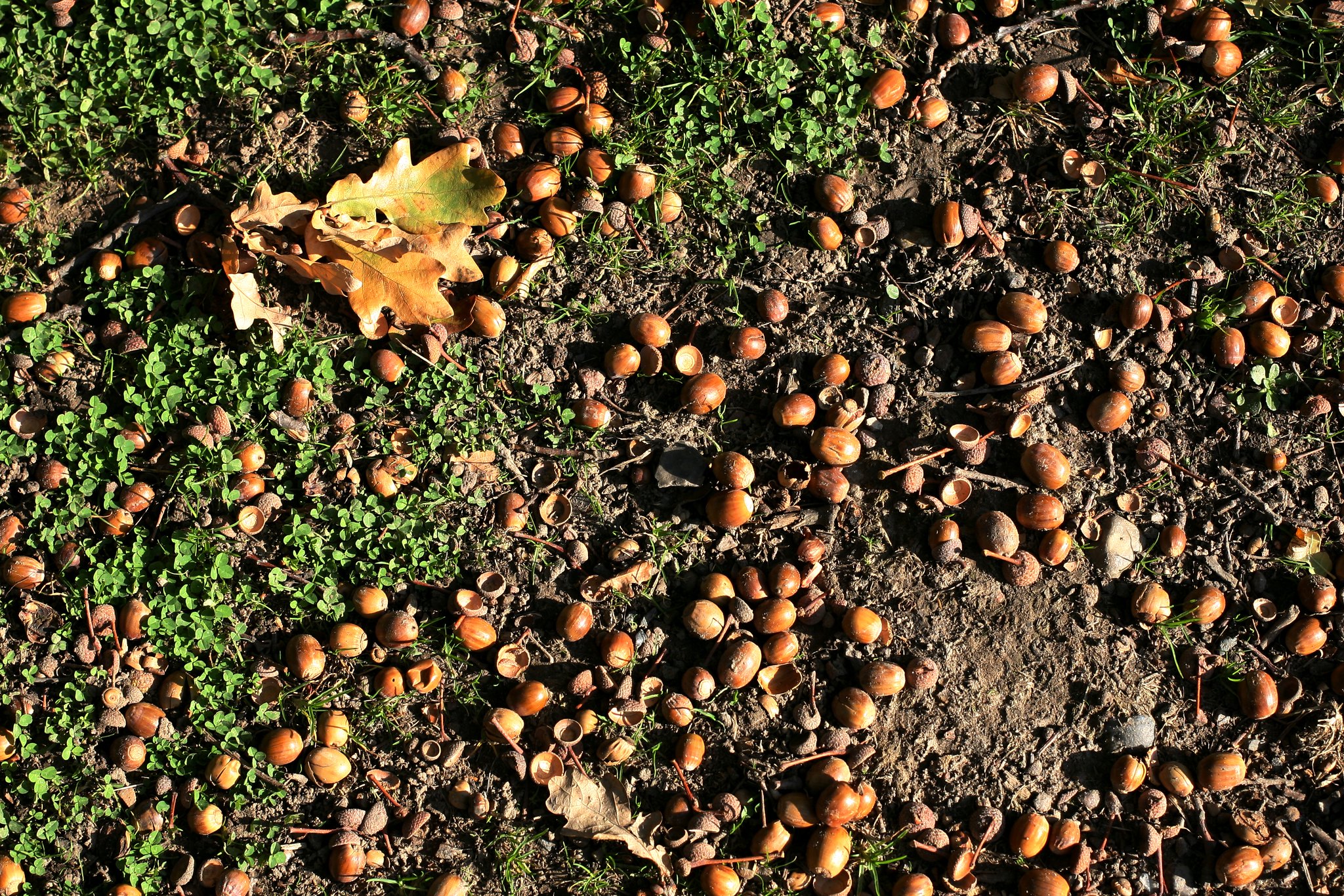 Bumper acorn crop now, not good news for Lyme disease later