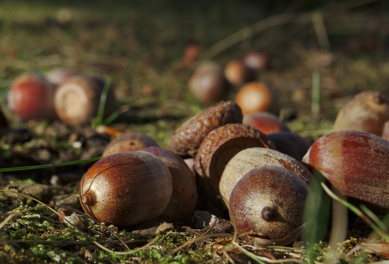 Plentiful acorns are sign of rising Lyme disease risk