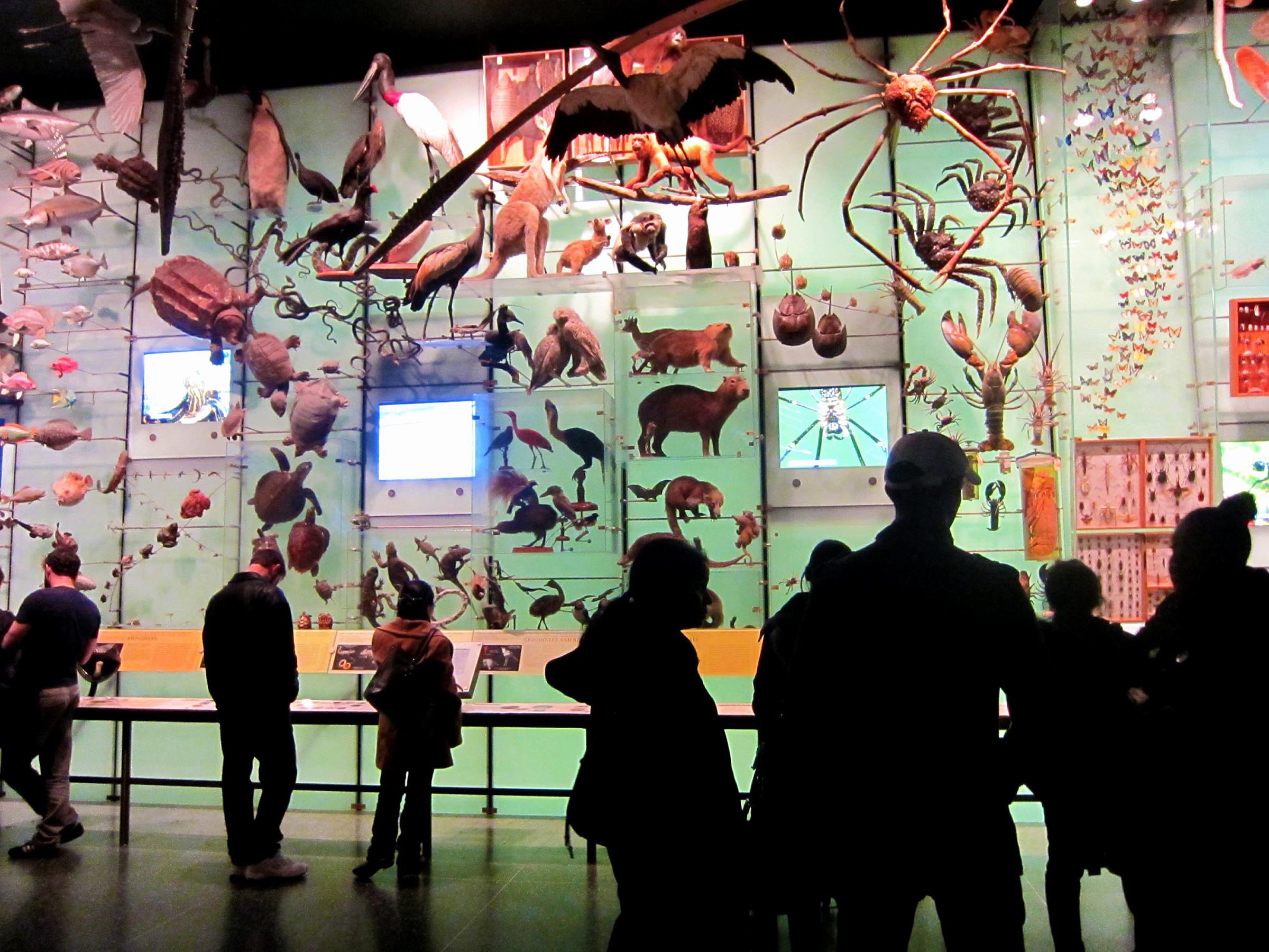 Biodiversity bottlenecks