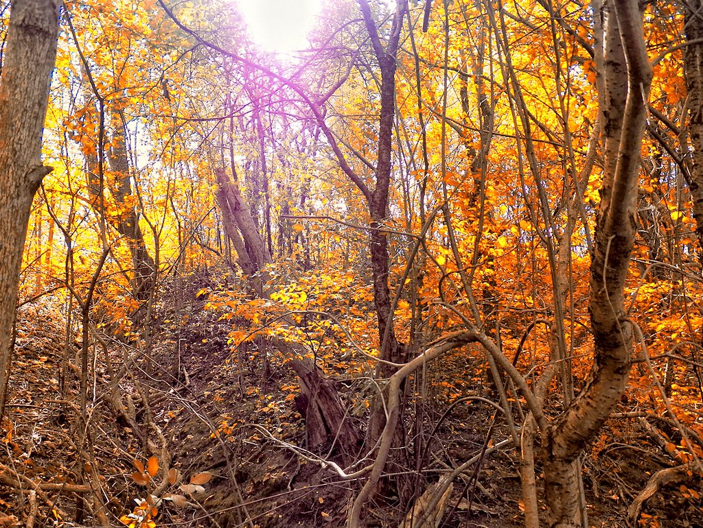 Forest reveals climate change's surprising damage